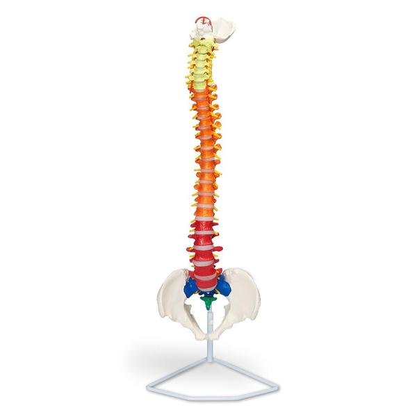 Flexible Spinal Column With Colour Coded Regions Manufacturer, Supplier ...